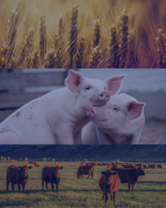 Commodity Hedging 101 - CIH